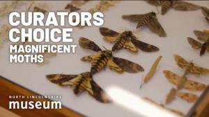 North Lincolnshire Museum