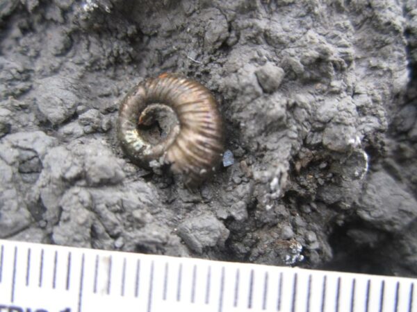 The Scunthorpe Pliosaur - A Lucky Find - North Lincolnshire Museum