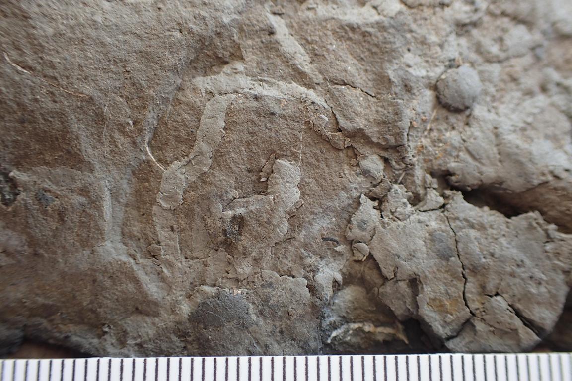 The Scunthorpe Pliosaur - A Lucky Find - North Lincolnshire Museum