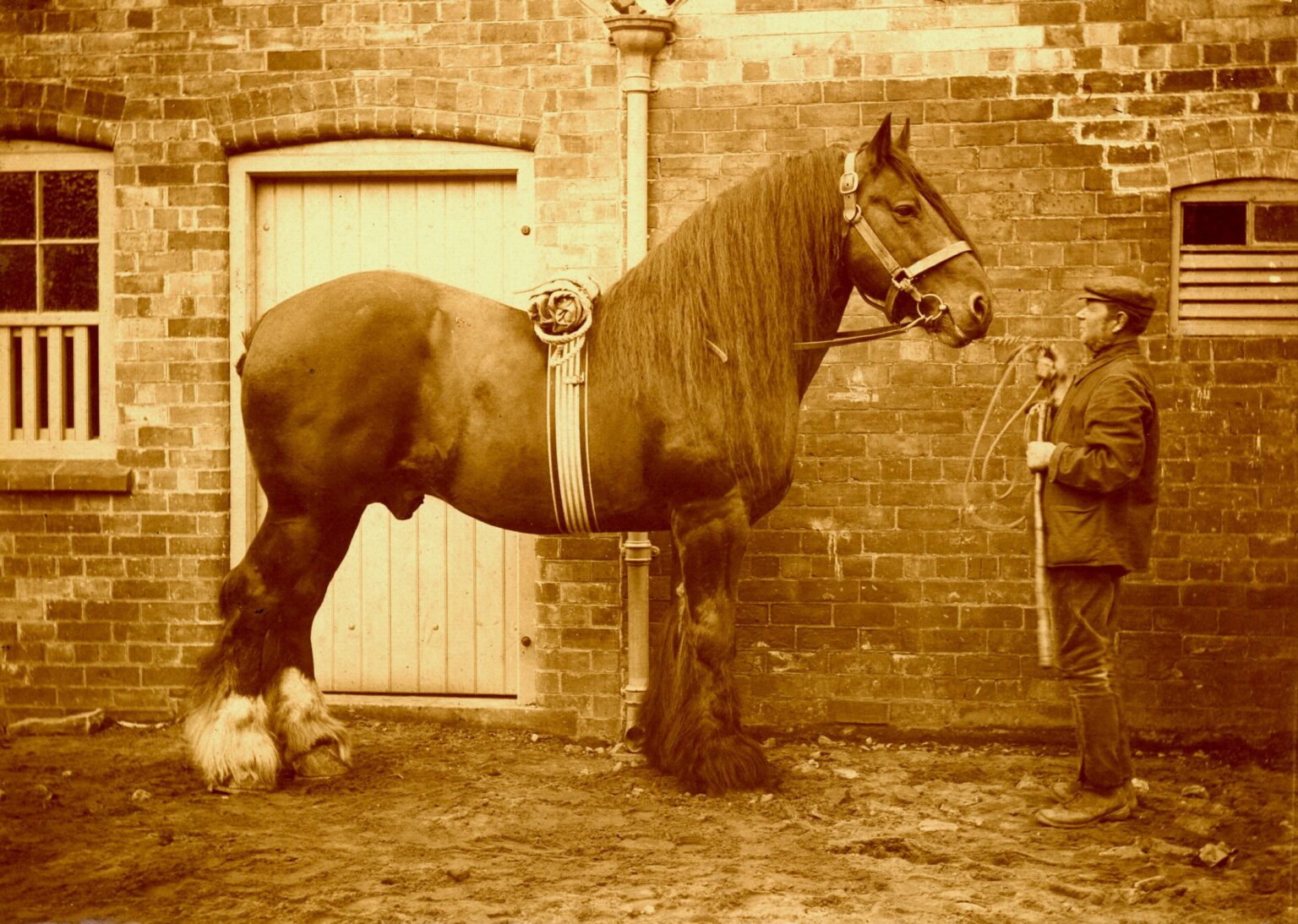 Normanby Park Shire Horses - North Lincolnshire Museum